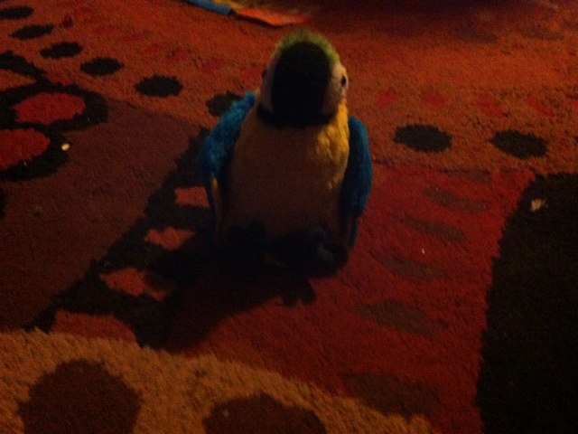 Bird Free Games online for kids in Nursery by Zane Kirsch