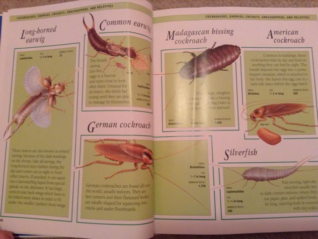 Bug ID Free Activities online for kids in Kindergarten by Katie Stoneman