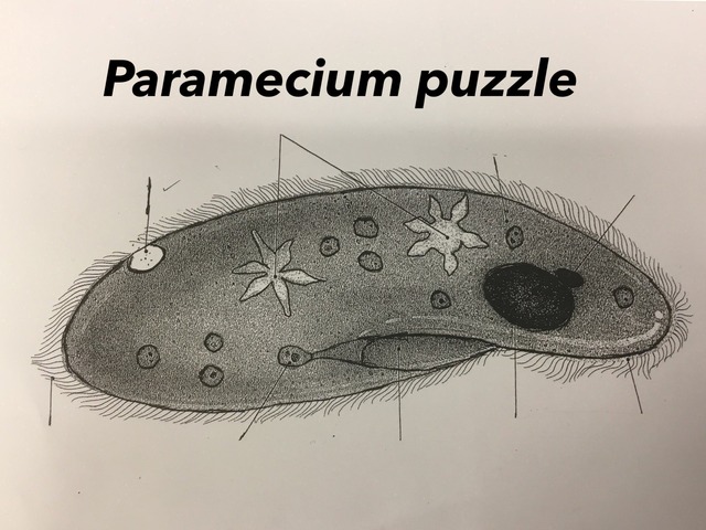 Paramecium Free Activities online for kids in 7th grade by Morgan Funk