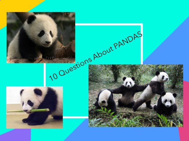 PANDA QUIZ Free Games online for kids in Nursery by BOY_OF_LUCK