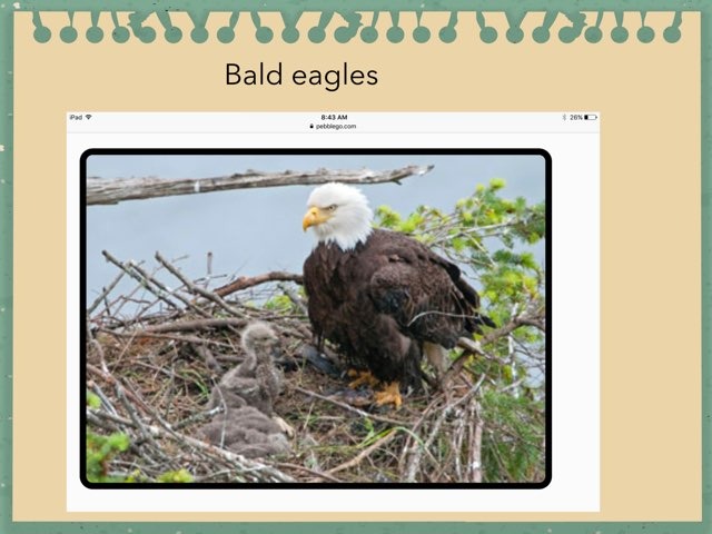 Bald Eagles Free Activities online for kids in Kindergarten by Hulstrom ...