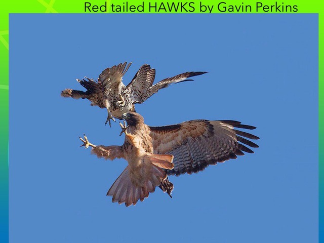 Red Tailed HAWKS Free Activities online for kids in 3rd grade by Gavin