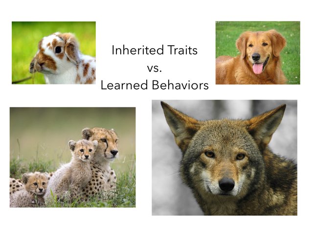 Inherited Trait For Kids