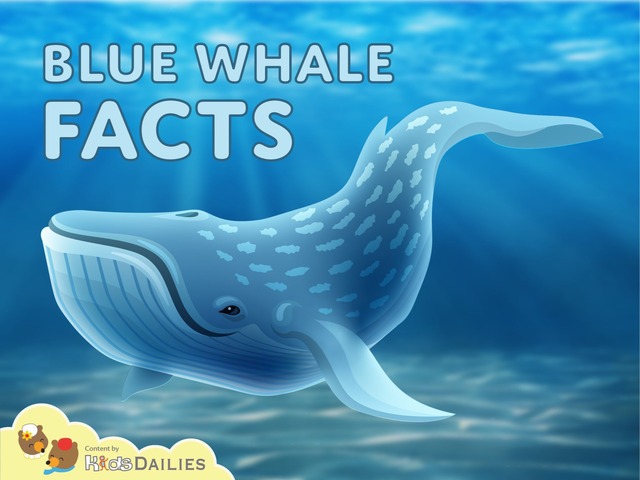 Play Blue Whale Facts By Kids Dailies On TinyTap Play Blue Whale Facts By Kids Dailies On TinyTap
