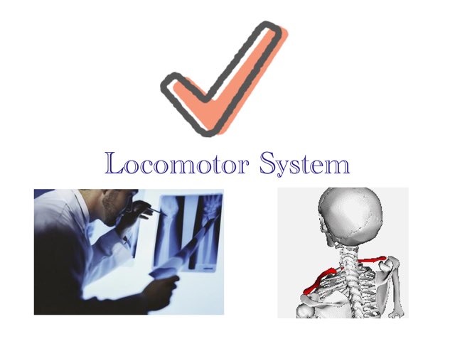 Locomotor System Free Games online for kids in Nursery by Sandra Martínez