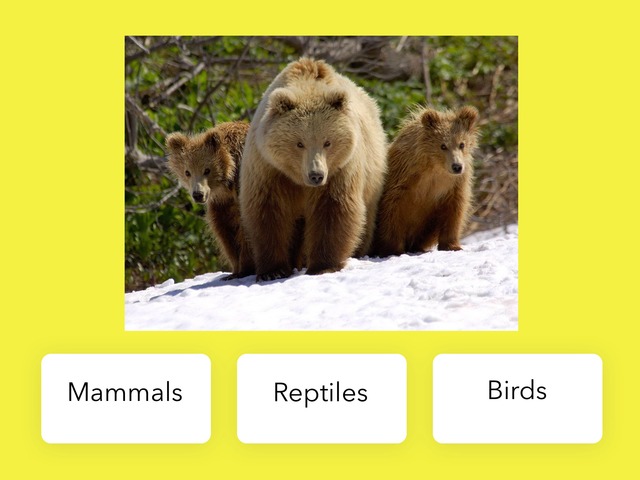 BA 201 Bear Quiz Matheus And Paula Free Games online for kids in ...