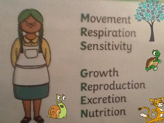 MRS GREN Free Activities online for kids in 1st grade by Jason rees