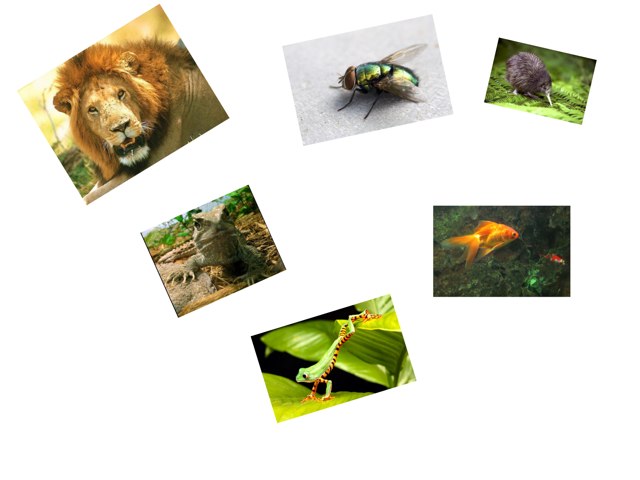 Callum Zach Katerina Animal Match Free Games online for kids in Nursery ...