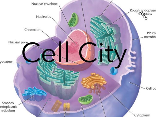 Animal Cell City Model