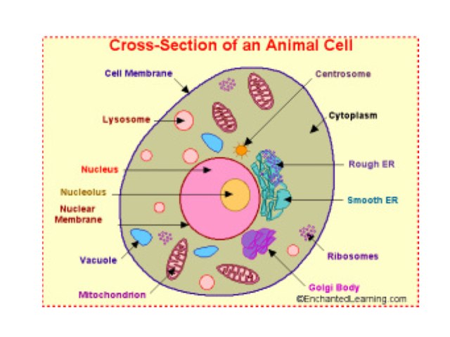 Cell Free Activities online for kids in 5th grade by Kristin James