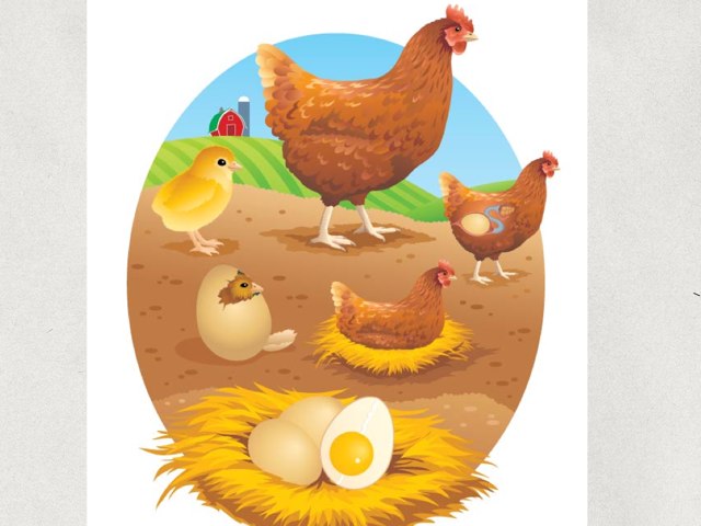 Chicken Life Cycle Free Activities online for kids in 1st grade by ...