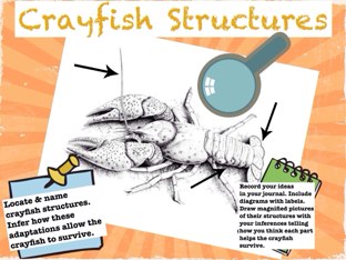Crayfish Structures Free Activities online for kids in 3rd grade by ...