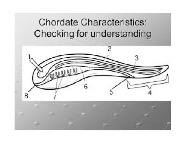 WHS Chordata Free Activities online for kids in 9th grade by Elizabeth ...