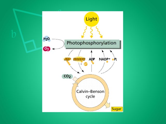 Photosynthesis game for biology class. #biology Free Games online for ...