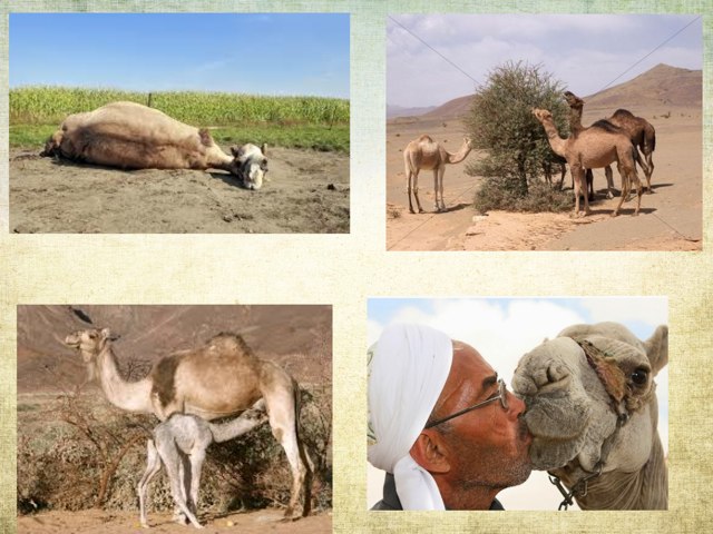 Desert Animals ESL Free Games online for kids in Pre-K by Jessica Rooney