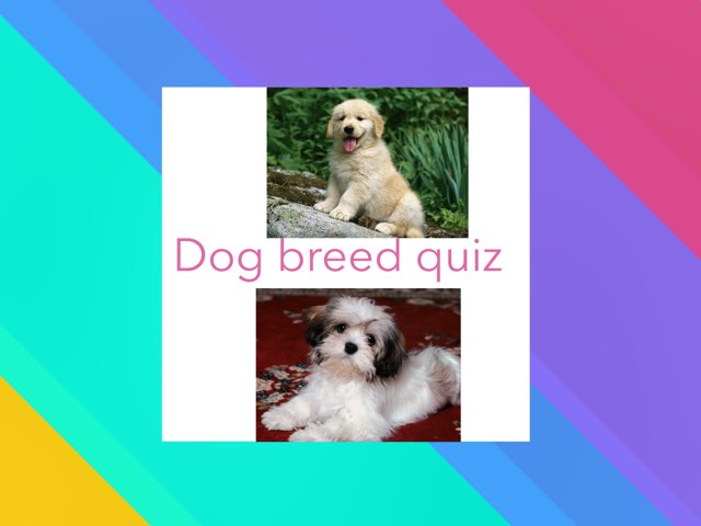 Dog Breed Quiz Free Activities online for kids in 2nd grade by Christos ...