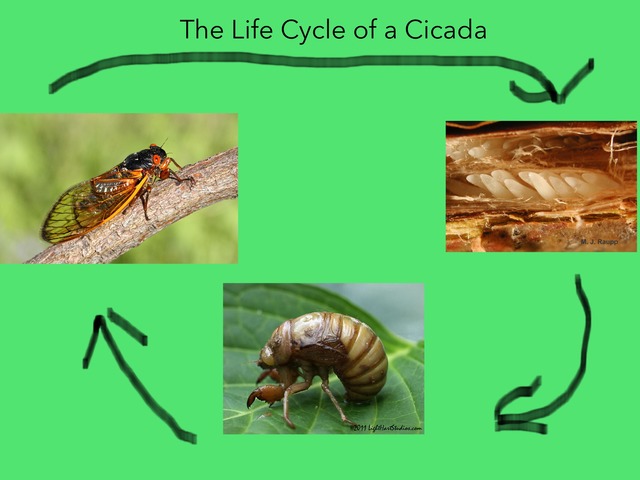 Cicada Life Cycle