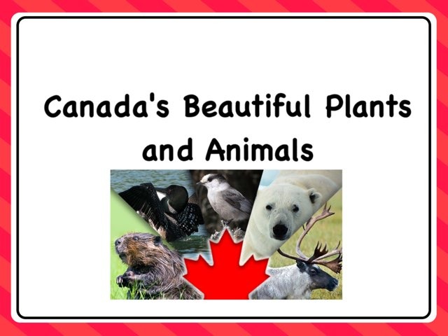 Canada's Beautiful Plants And Animals Free Activities online for kids ...