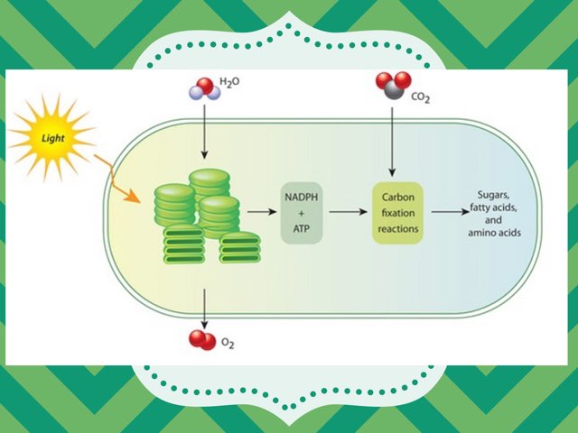 Photosynthesis Game Free Activities online for kids in 5th grade by ...