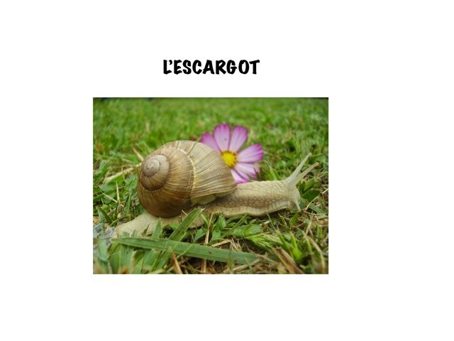 L’escargot Free Games | Activities | Puzzles | Online for kids ...