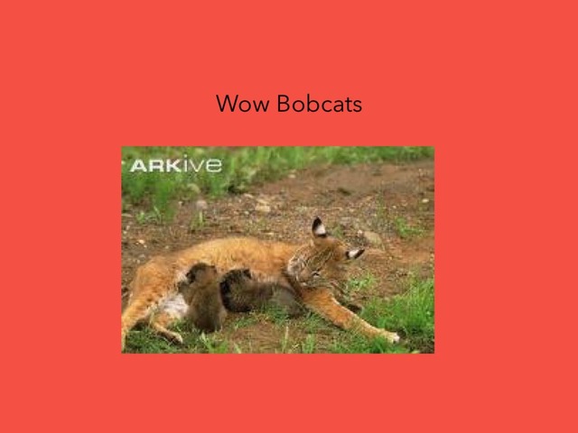 Bobcats Free Activities online for kids in 1st grade by Willa