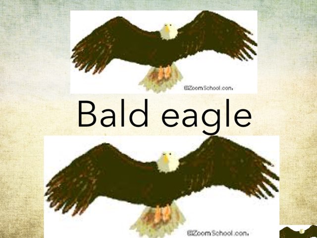 The Bald eagle Free Activities online for kids in Kindergarten by ...