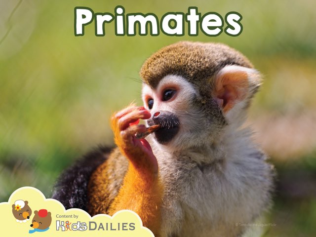 Primates Free Activities online for kids in Kindergarten by Kids Dailies