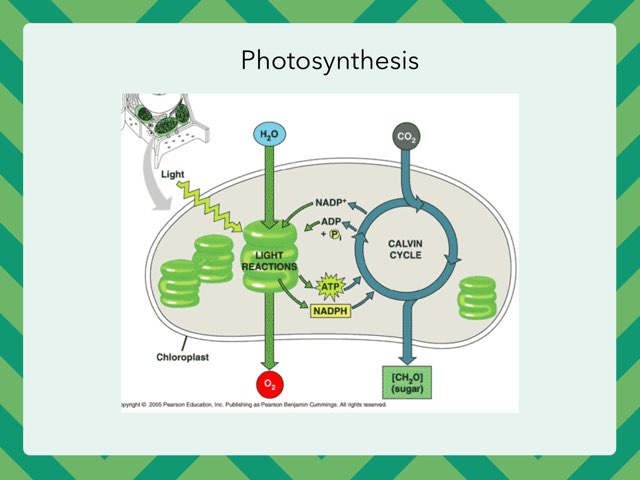 Photosynthesis Free Games online for kids in Nursery by Kelly Bergmann
