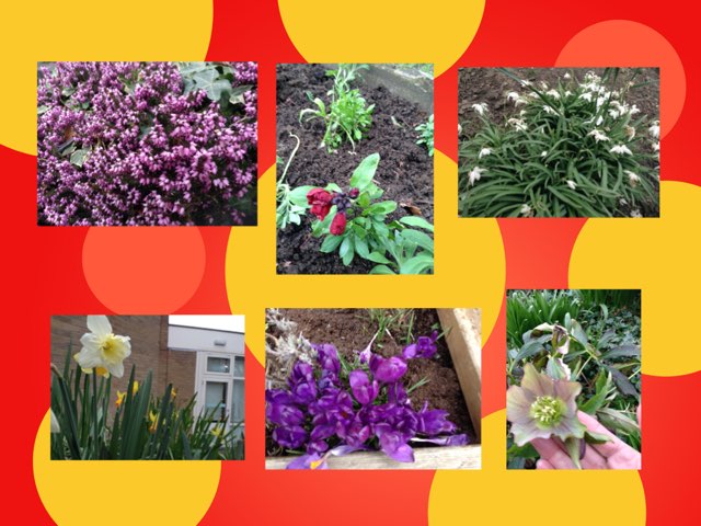 Fernvale Plant Game Green Free Games online for kids in Pre-K by ...