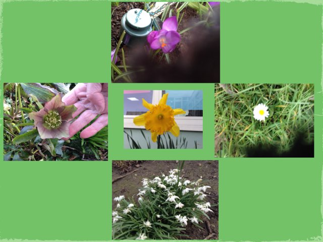 Fernvale Plant Game Yellow Group Free Games online for kids in Pre-K by ...