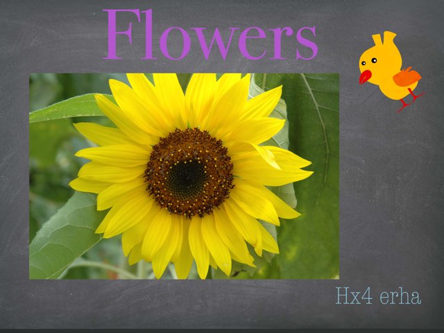 Flower Quiz Free Games online for kids in Nursery by Hx4 erha