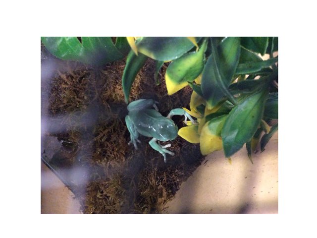 Frog O.s Free Games online for kids in Nursery by Sarah Bosch