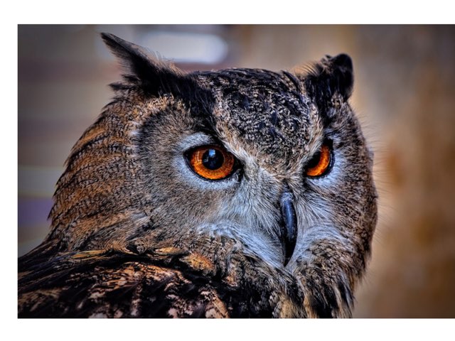 Este juego trata sobre un búho. Juegos online gratis para niños en ...