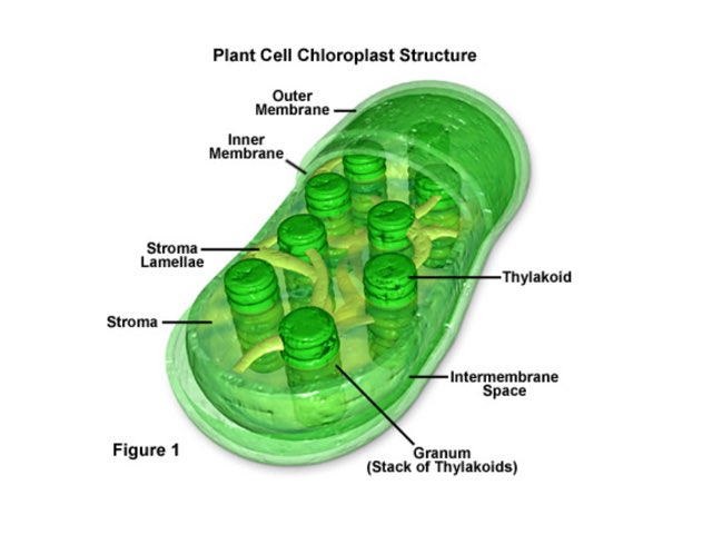 Plant Cell Chloroplast Free Games online for kids in Nursery by Joseph ...