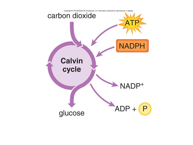 Calvin Cycle game Free Games online for kids in Nursery by Eugene Barnes