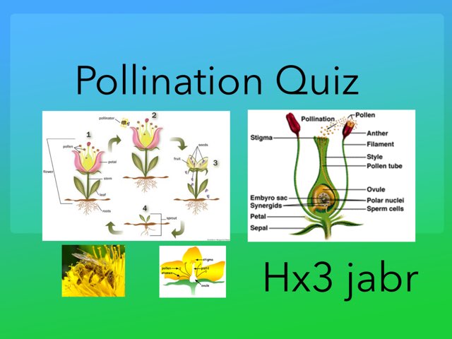 Pollination quiz for students. Free Games online for kids in Nursery by ...