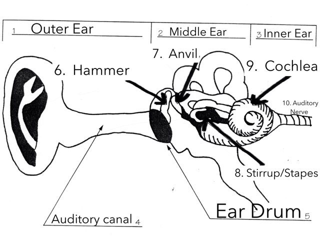 Parts Of The Ear And Their Functions For Kids