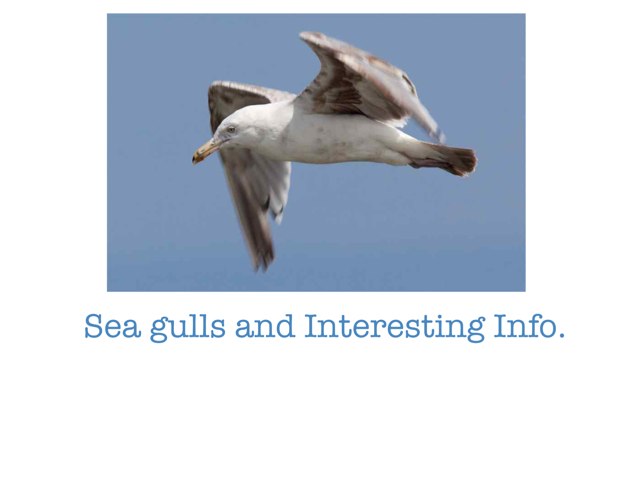 Seagull facts #AugustApps Free Games online for kids in Nursery by ...