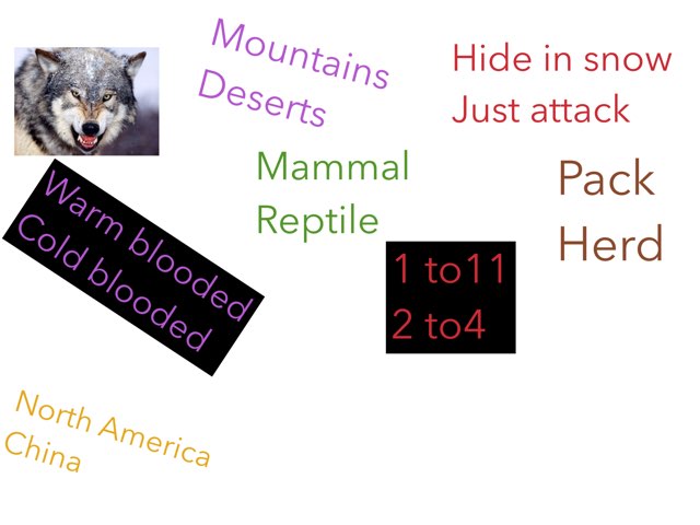 Wolf quiz Free Games online for kids in Nursery by Tracy Bye