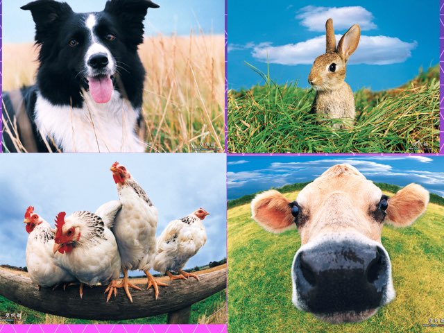 Farm animals Free Activities online for kids in 1st grade by Nicole Pestell