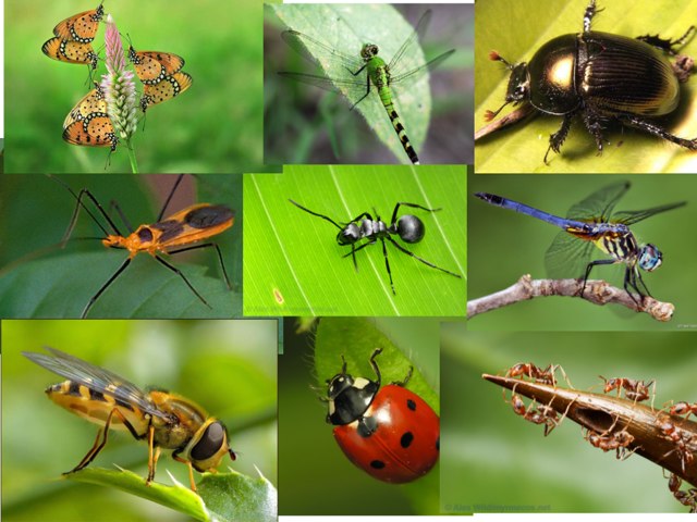 What makes an insect? Free Games online for kids in Nursery by Curtis ...