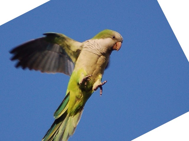 Identify parts of a parrot's body. Free Games online for kids in ...