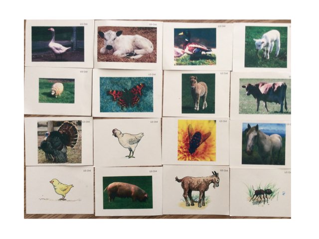 Guess The Animal Free Activities online for kids in 1st grade by Cary ...