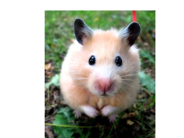 Hamster Face Free Games | Activities | Puzzles | Online for kids ...