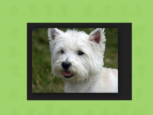 Identifying Animals Free Games online for kids in Nursery by Jessica ...