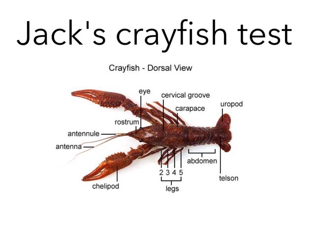 Jack's Crayfish Test Free Activities online for kids in 1st grade by ...