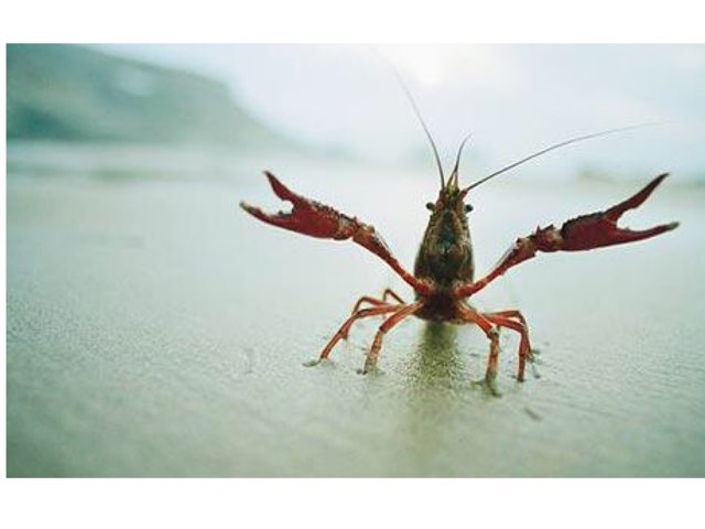 Justin's Crayfish Game Free Games online for kids in Pre-K by Chris Smith