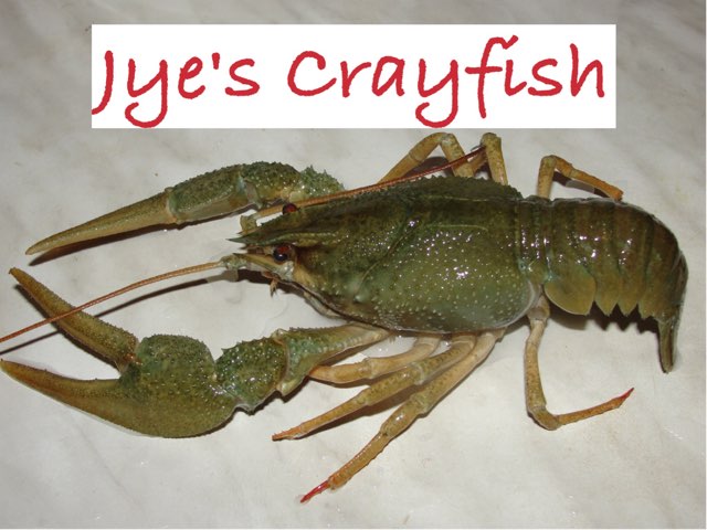 Jye's Crayfish Free Activities online for kids in 9th grade by Debra Joyce