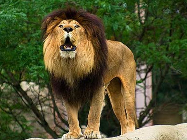 Lion Free Activities online for kids in 3rd grade by Union Mandarin 克