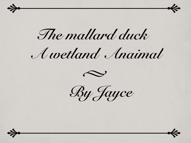 Mallard Duck Free Activities online for kids in 4th grade by Amy Clay